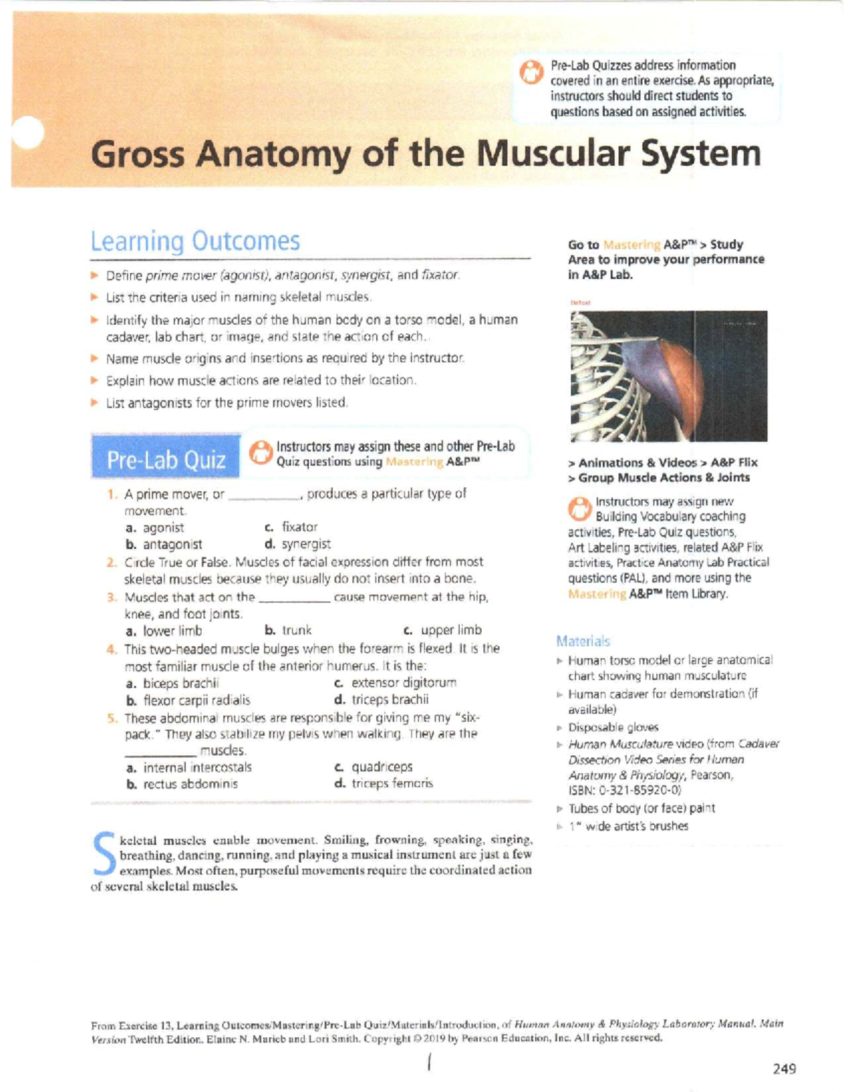 Lab 11: Muscular System Quiz Questions and Learning Outcomes - Studocu