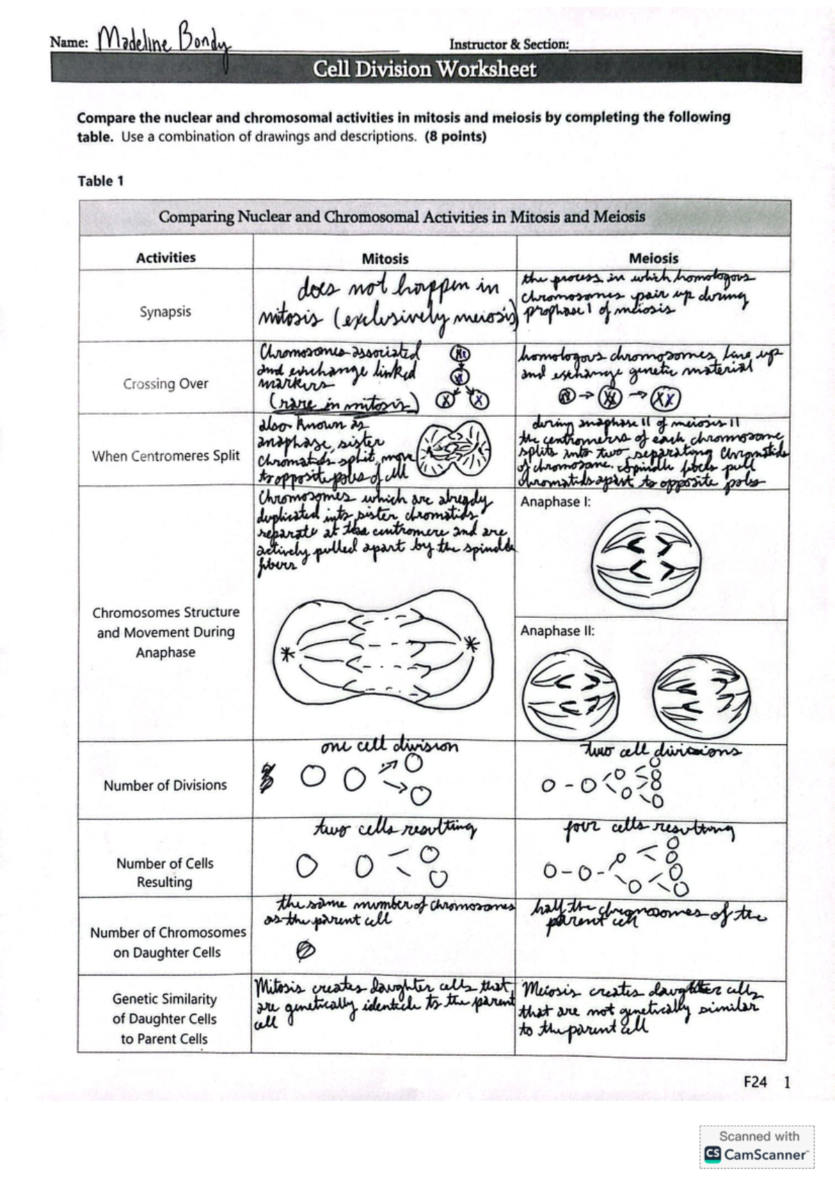 Cell Division Worksheet Analysis - Bio 181 Lab - Studocu