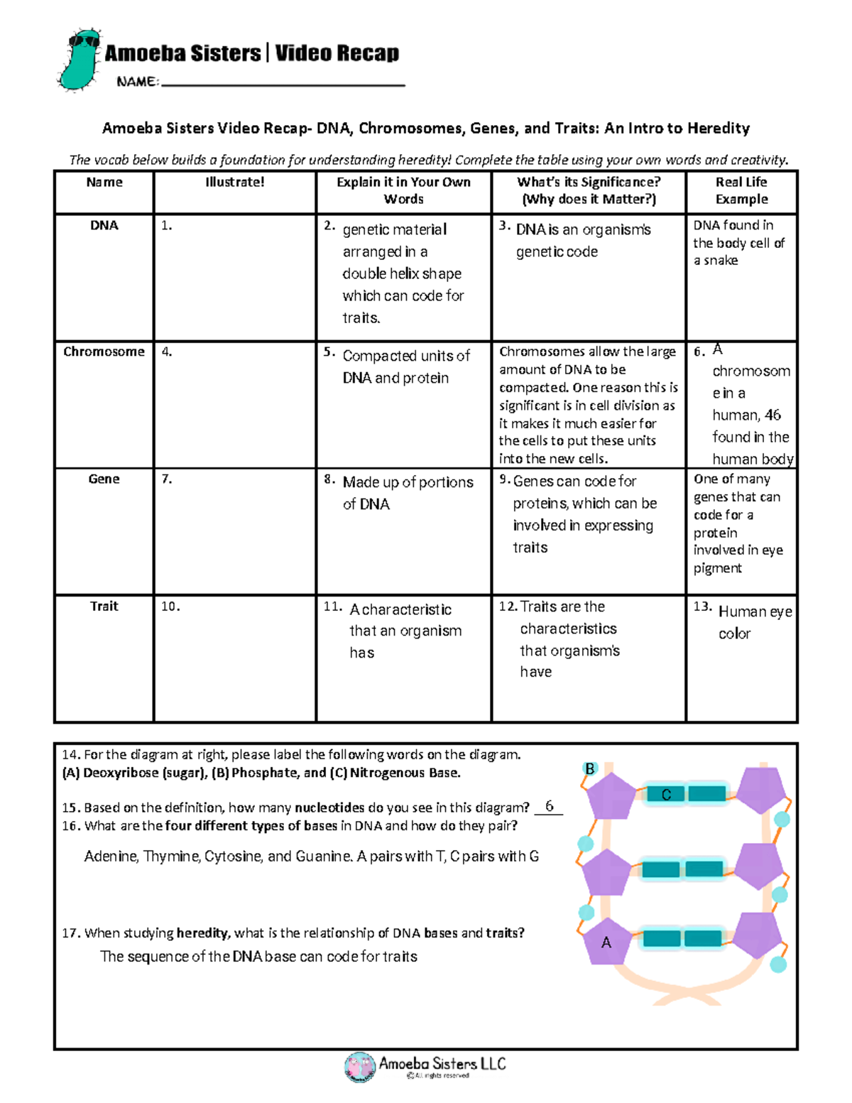 Video Recap of DNA - Amoeba Sisters Video Recap- DNA, Chromosomes ...