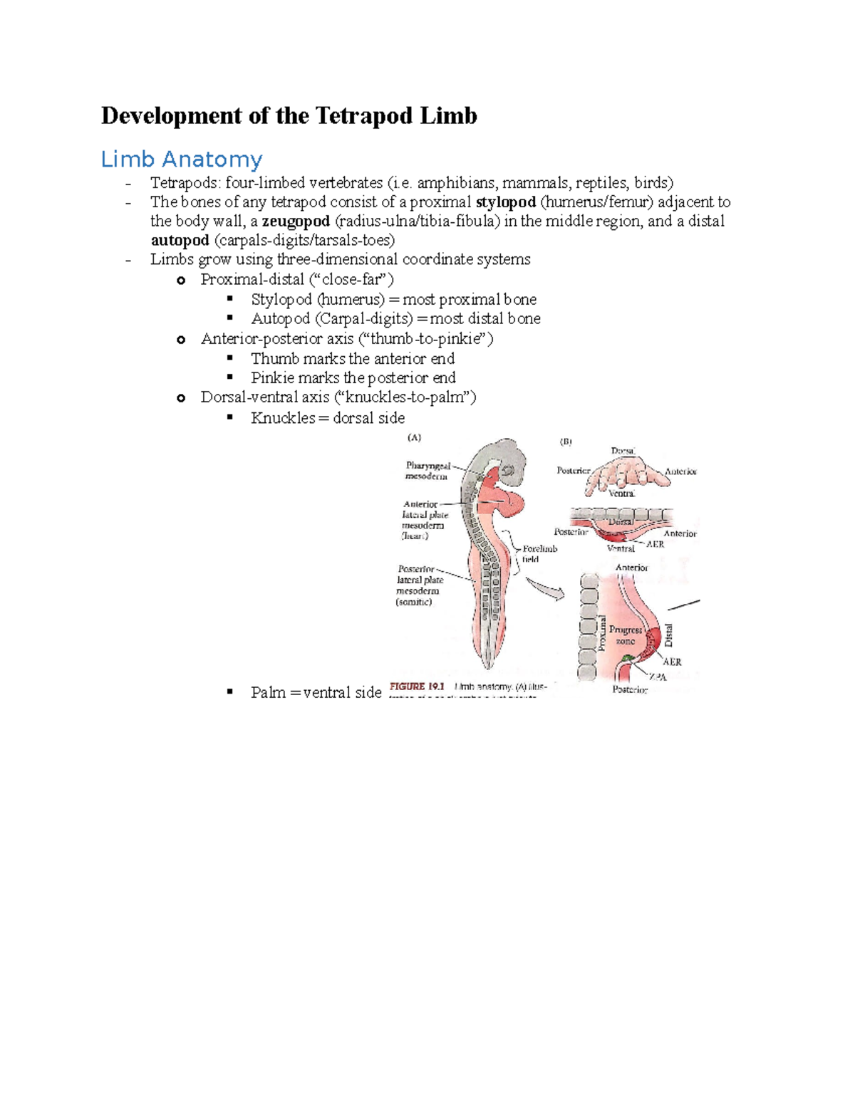 Tetrapod Limb Development Summary Notes (BIO 101) - Studocu