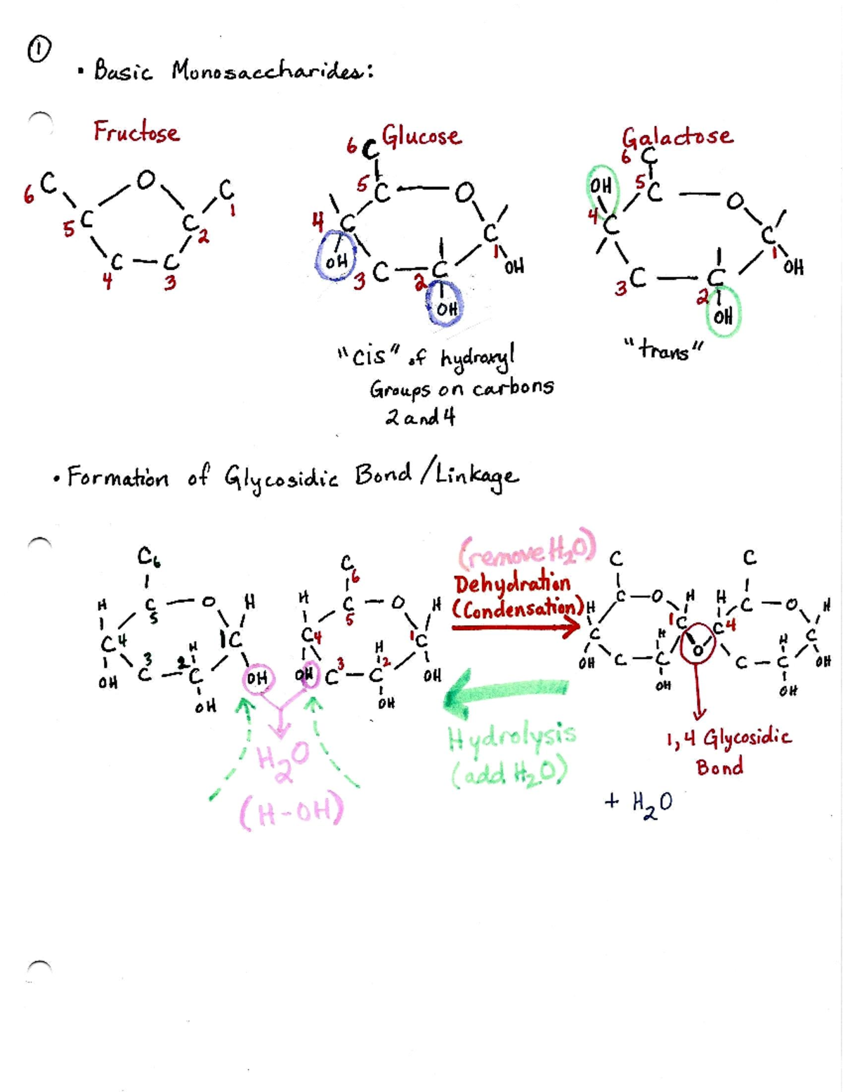 4U-B6 Final Exam Notes: Basic Monosaccharides & Glycosidic Bonds - Studocu