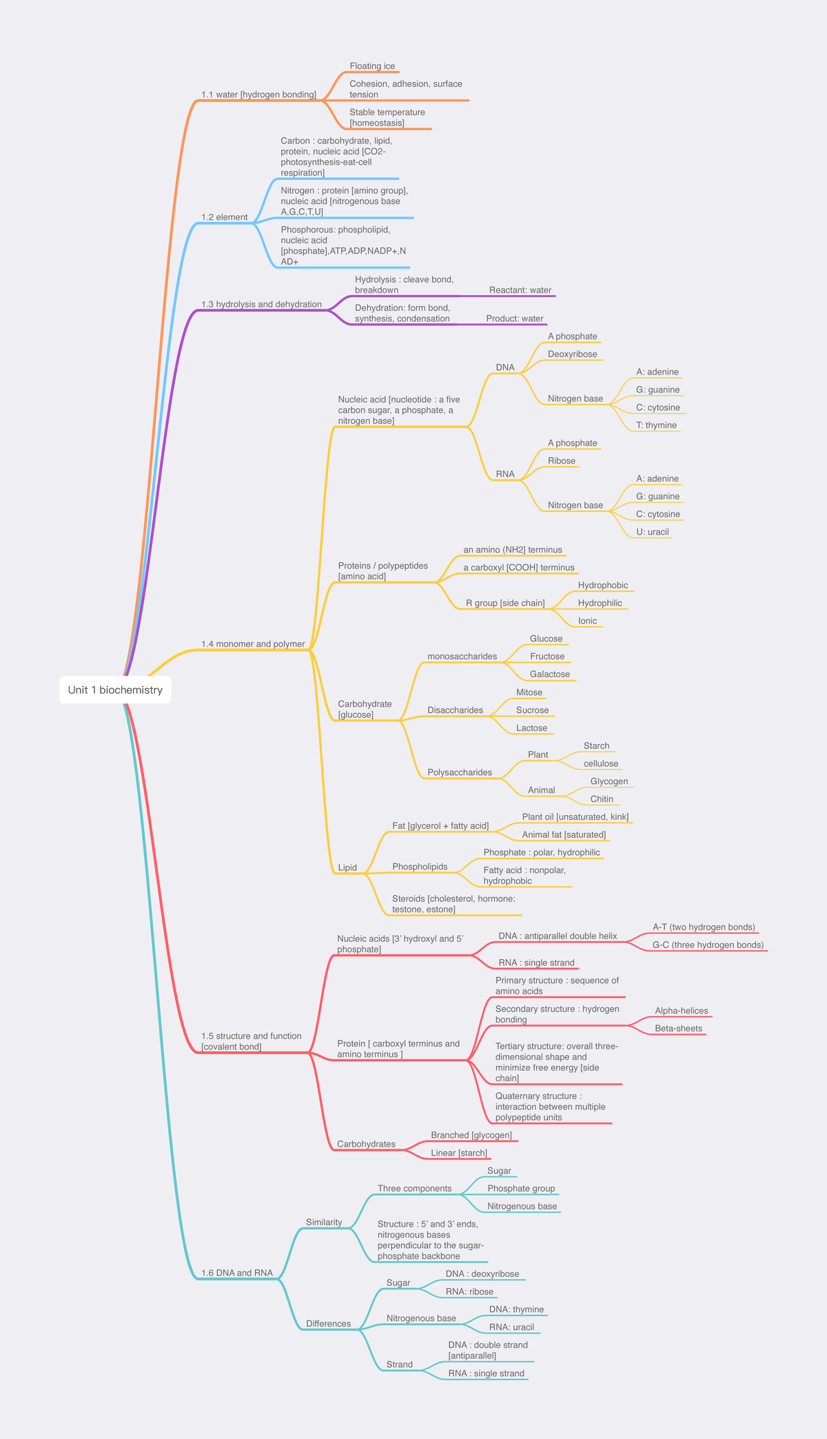 mindmap for biology content - Unit 1 biochemistry 1 water [hydrogen ...