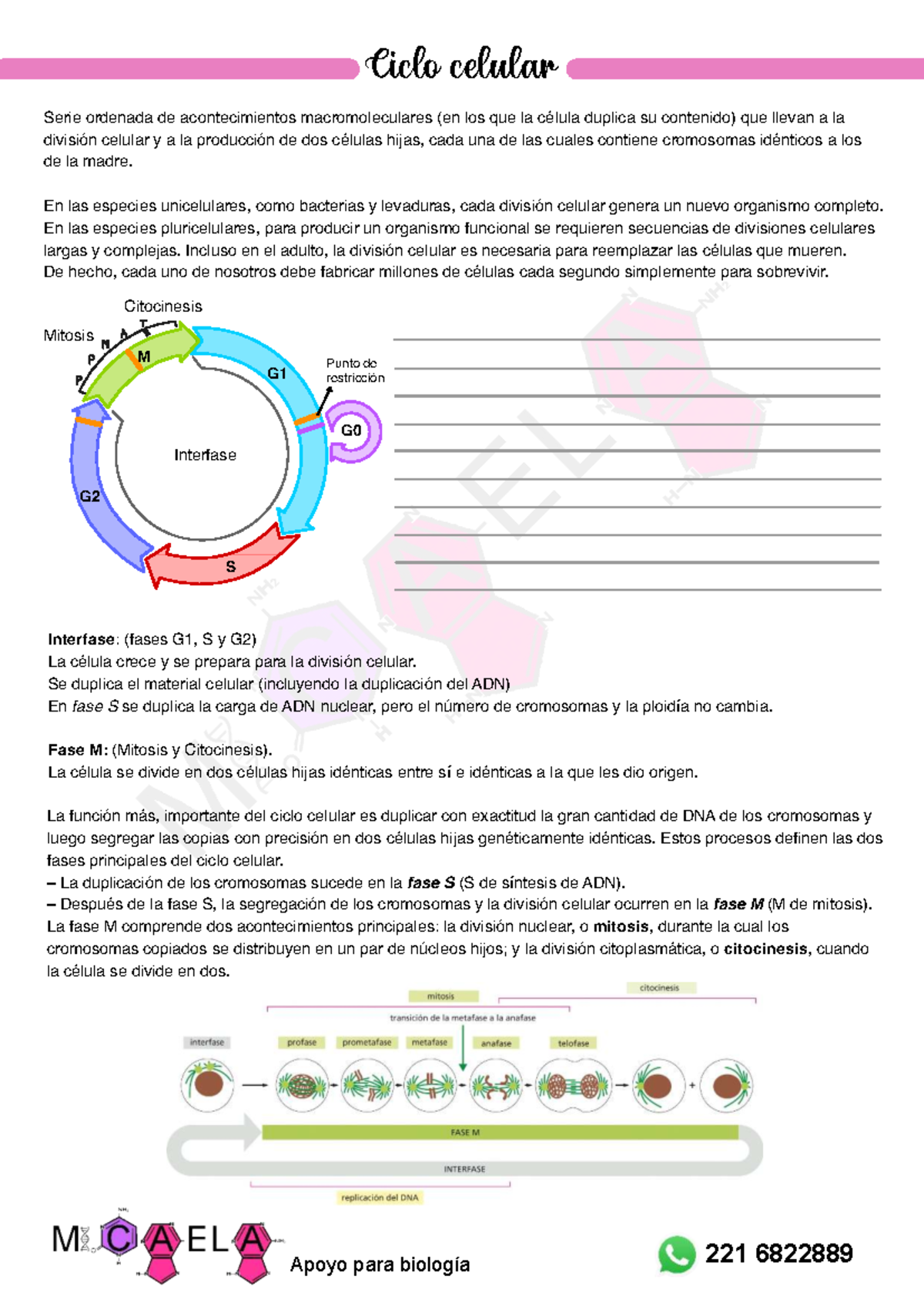 Ciclo Celular: Mitosis, Citocinesis y Regulación (Biología 221) - Studocu