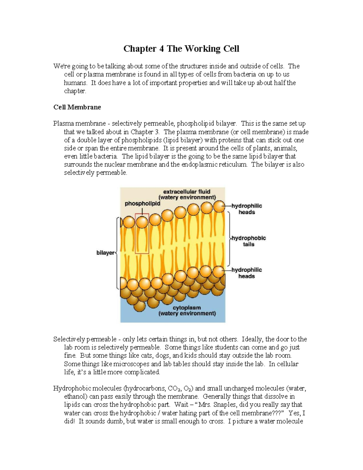 Biol 1409 Chapter 4: Overview of Cell Structure & Functions - Studocu