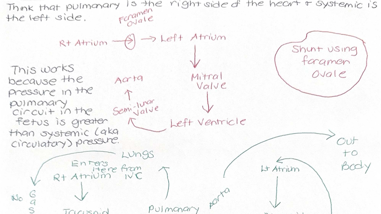 Fetal Circulation Overview: Understanding Heart Shunts J2015 - Studocu