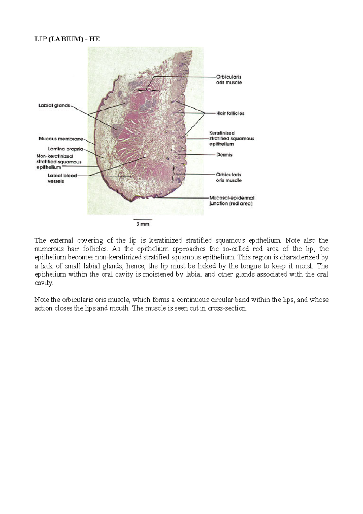 Lip Anatomy Cross Section