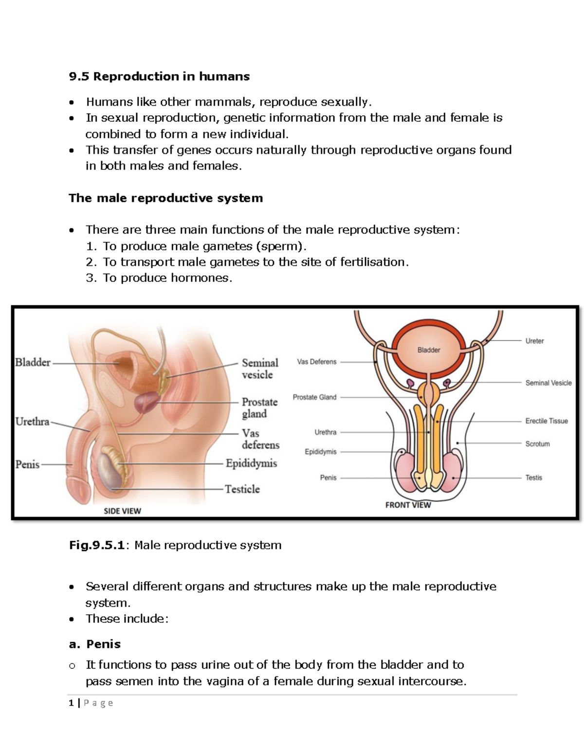9.5 Biology Notes: Human Reproduction and Development - Studocu