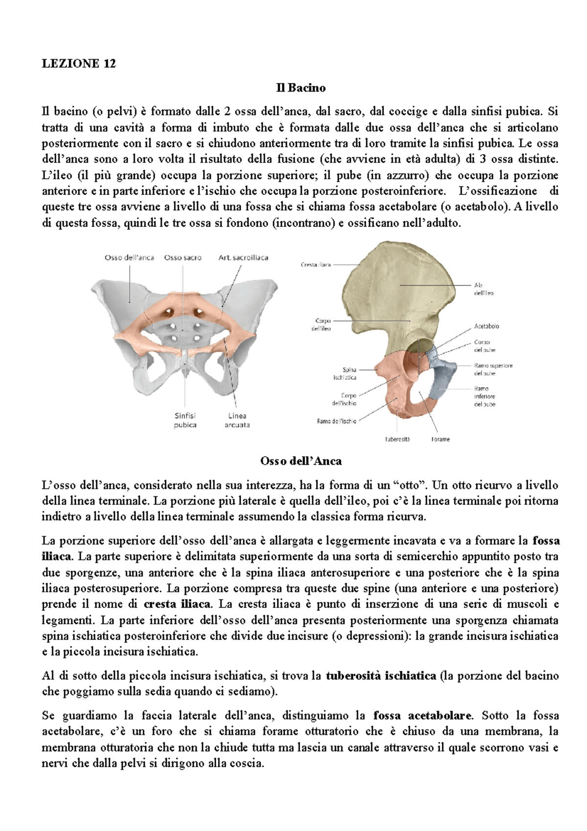 Lezione Completa sul Bacino e le sue Strutture Anatomiche - Studocu