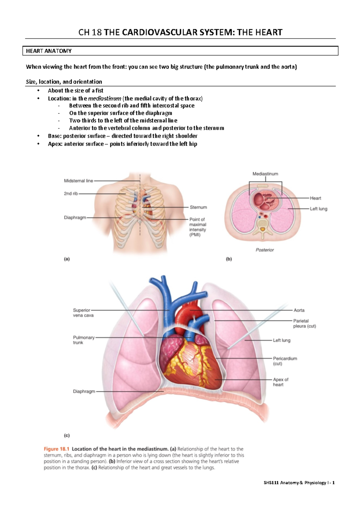 Summary - The Cardiovascular System - The Heart (Ch18) - SHS111 Anatomy ...