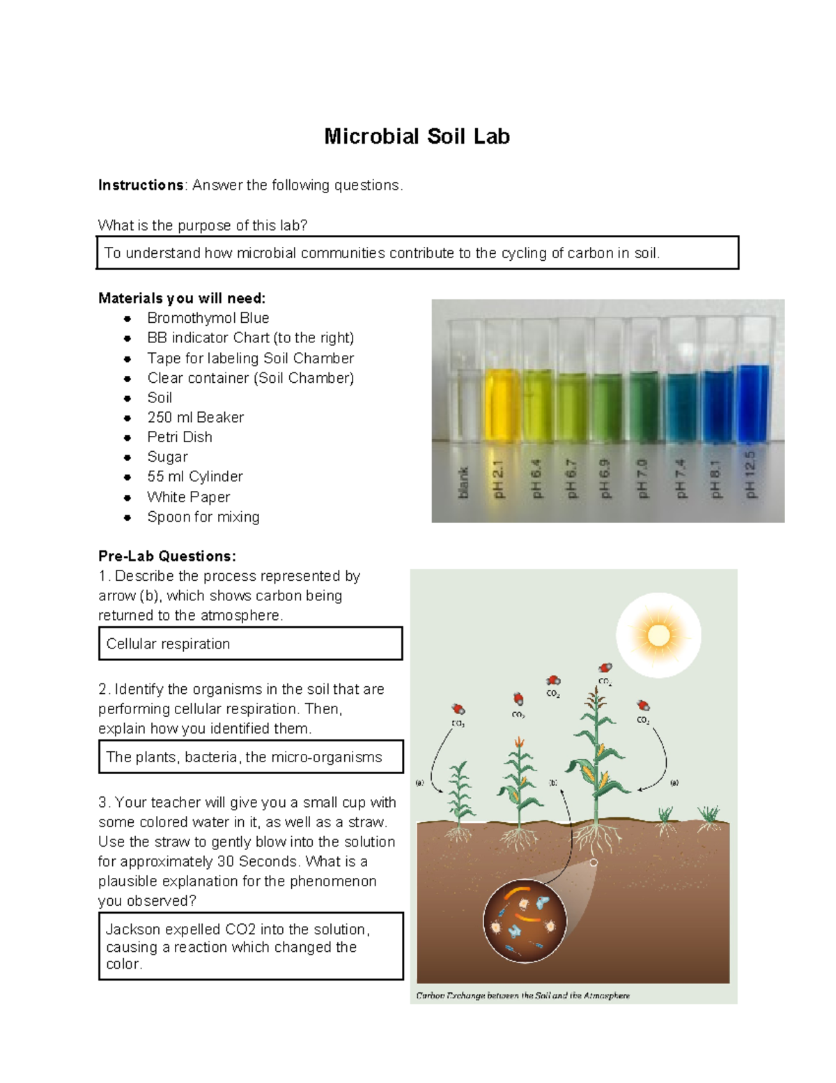 Microbial Soil Lab (BIO 101): Exploring Soil Respiration Dynamics - Studocu