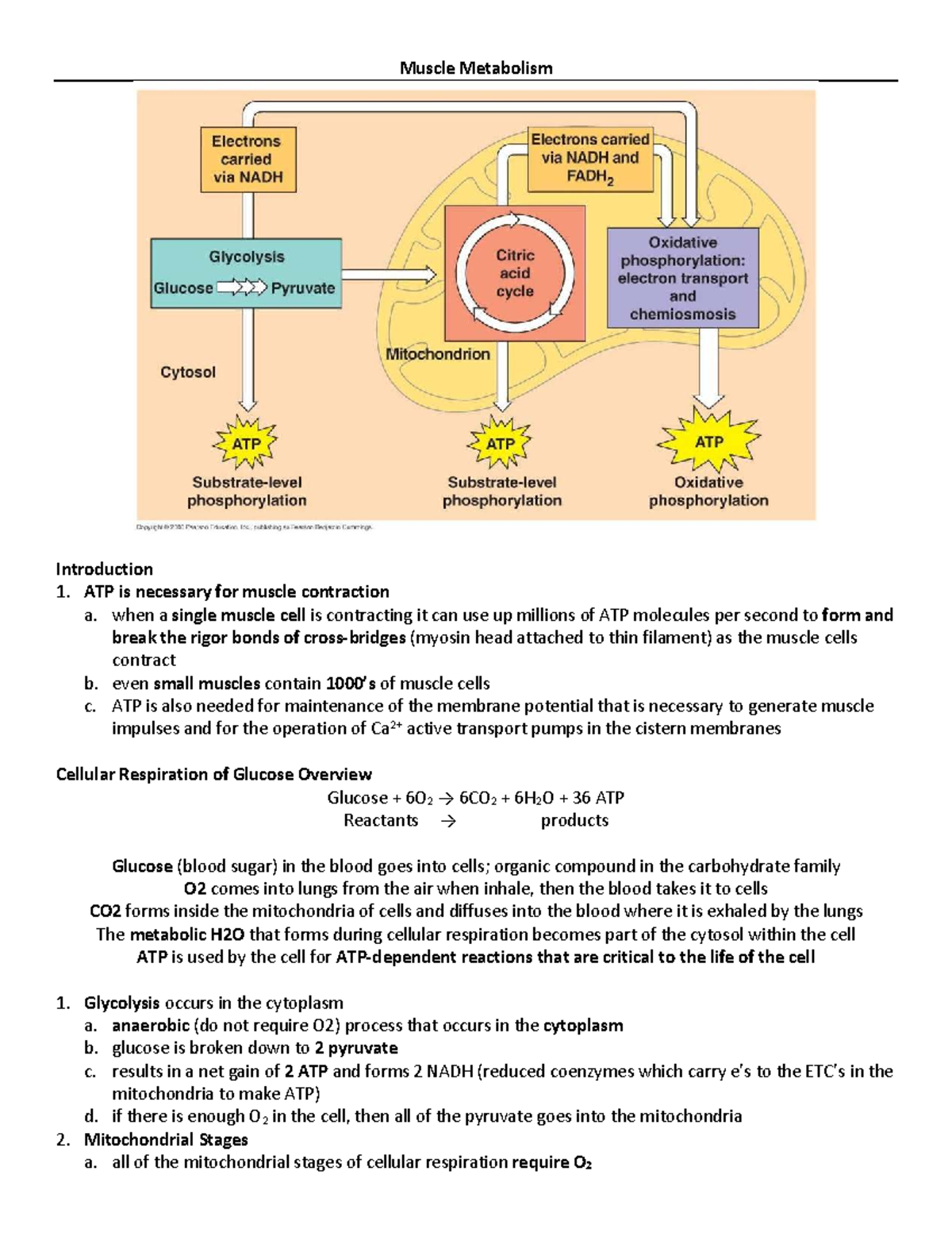Muscle Metabolism and Cellular Respiration Overview - Studocu