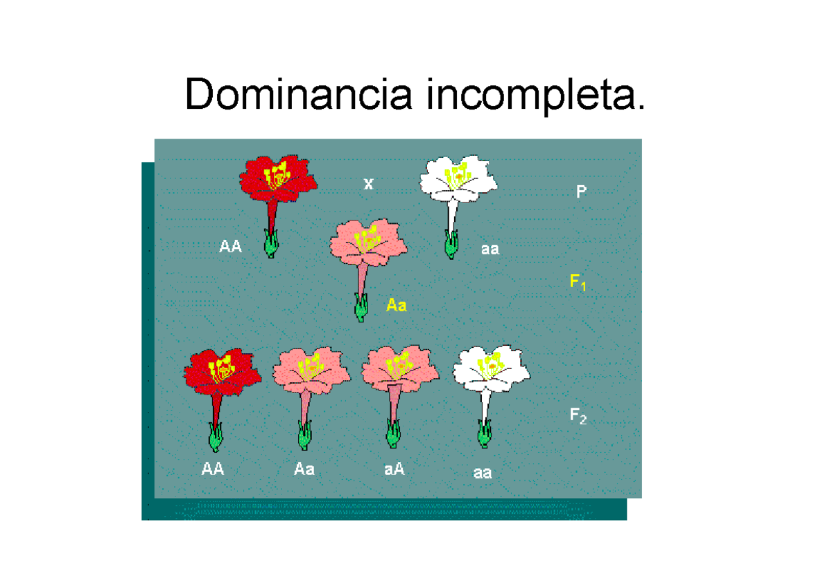 Extensión de mendel - Dominancia incompleta. Alelos letales Si se cruza ...
