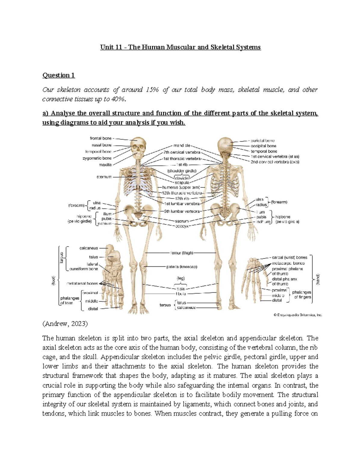 Unit 11: In-Depth Analysis of Human Muscular & Skeletal Systems - Studocu