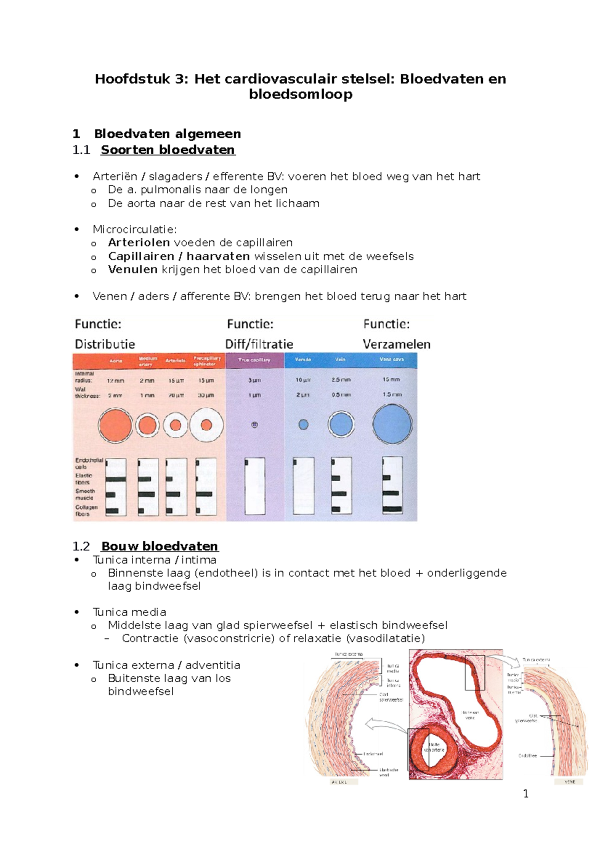 Hoofdstuk 3 - de bloedvaten - Hoofdstuk 3: Het cardiovasculair stelsel ...