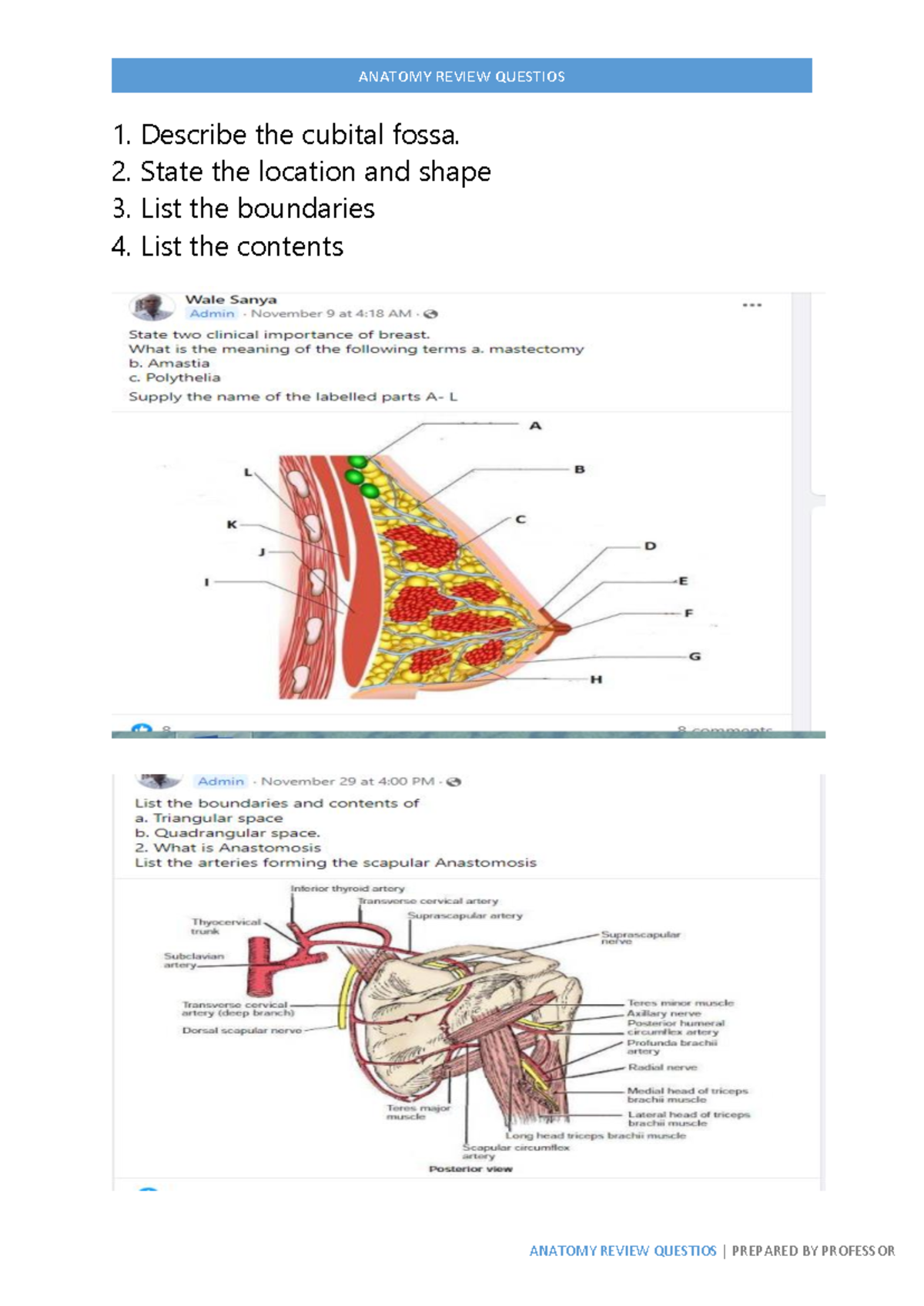 Anatomy Revision Question - 1. Describe the cubital fossa. 2. State the ...
