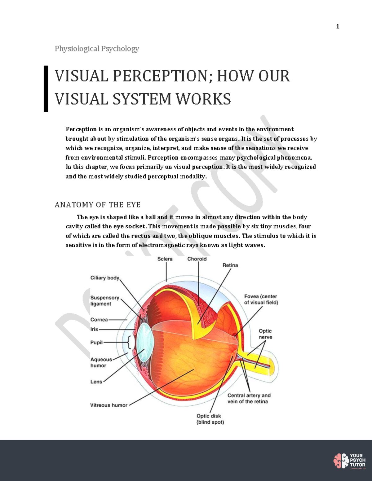 Physiological Psychology: Visual Perception and Eye Anatomy (PSY 201 ...