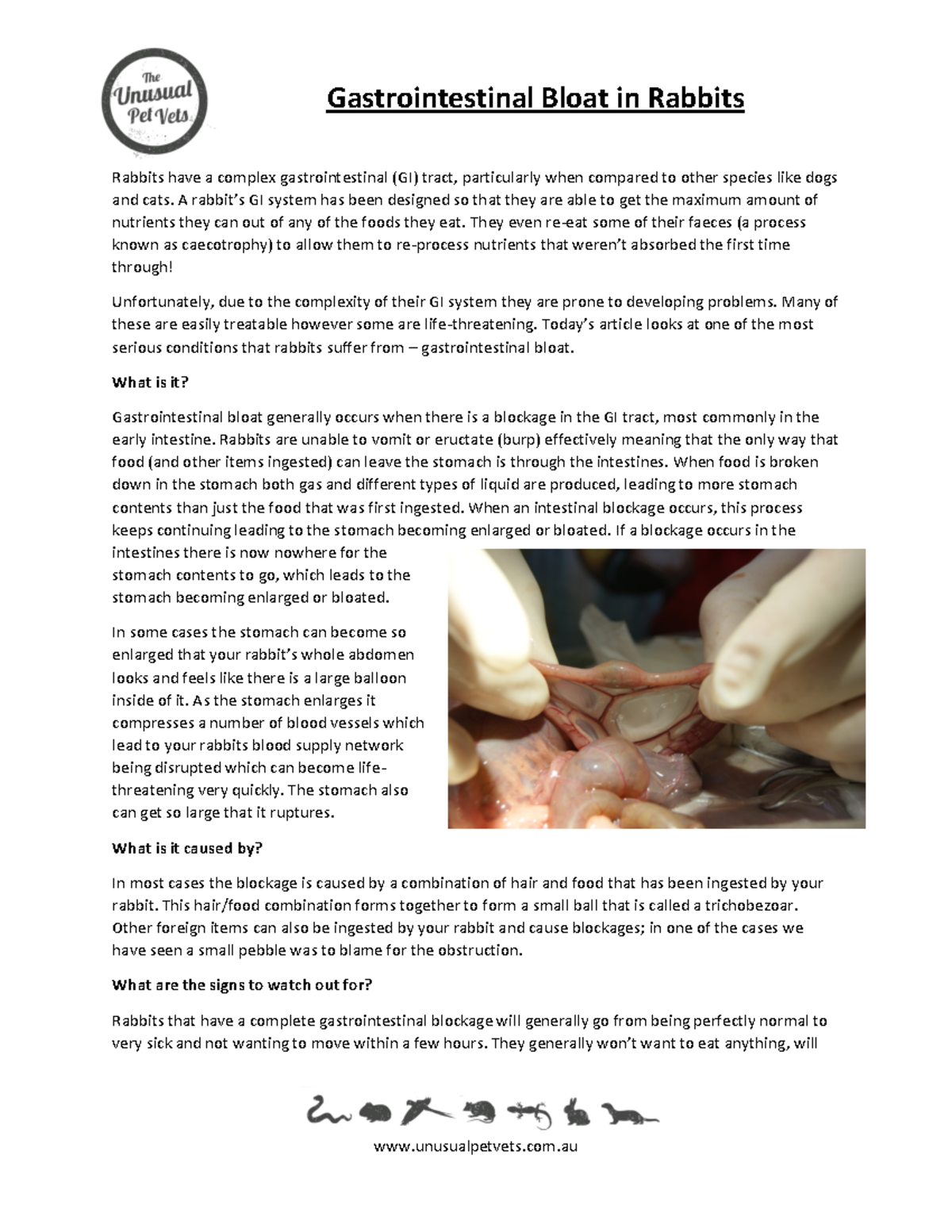 Gastrointestinal Bloat in Rabbits - unusualpetvets.com Gastrointestinal ...
