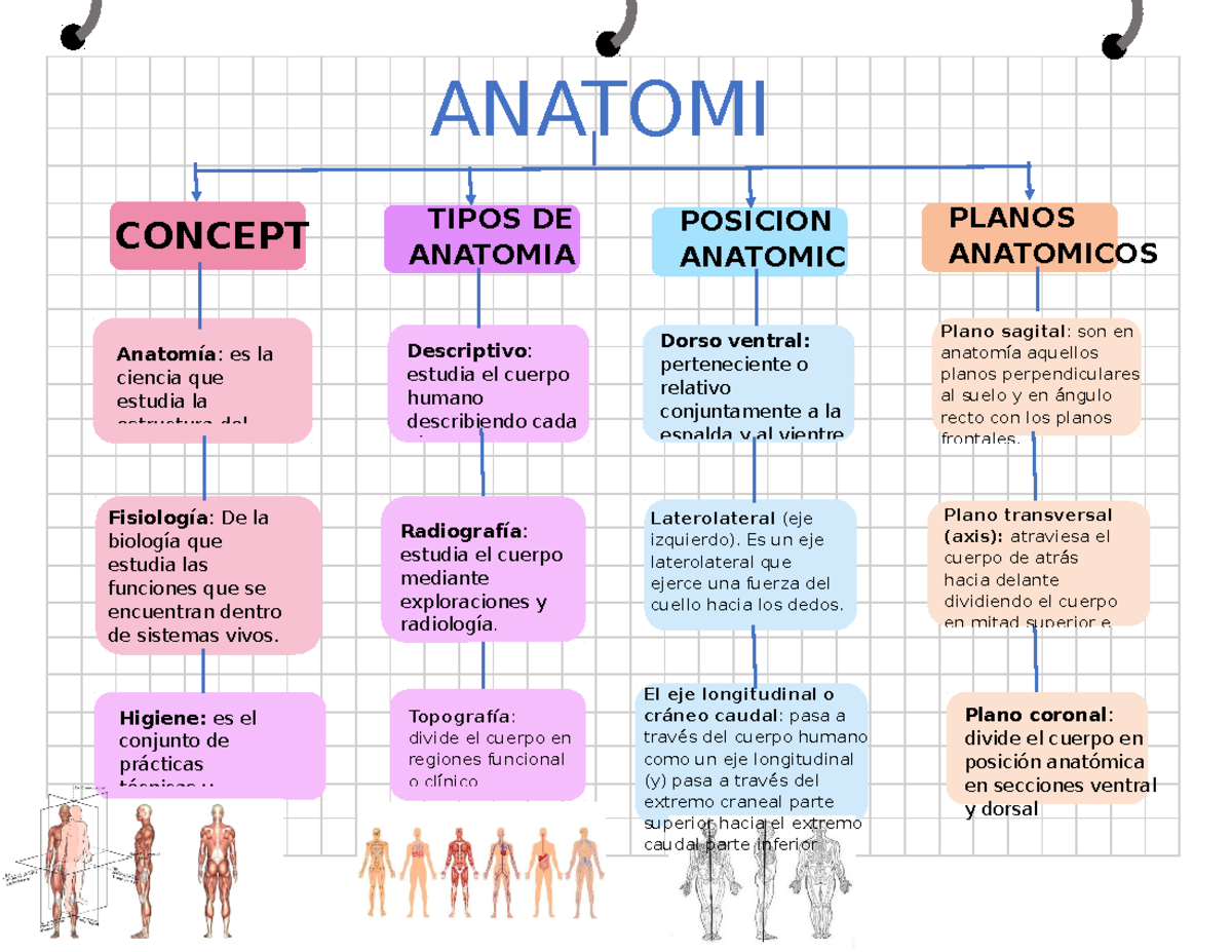 Mapa De Anatomía Corporal