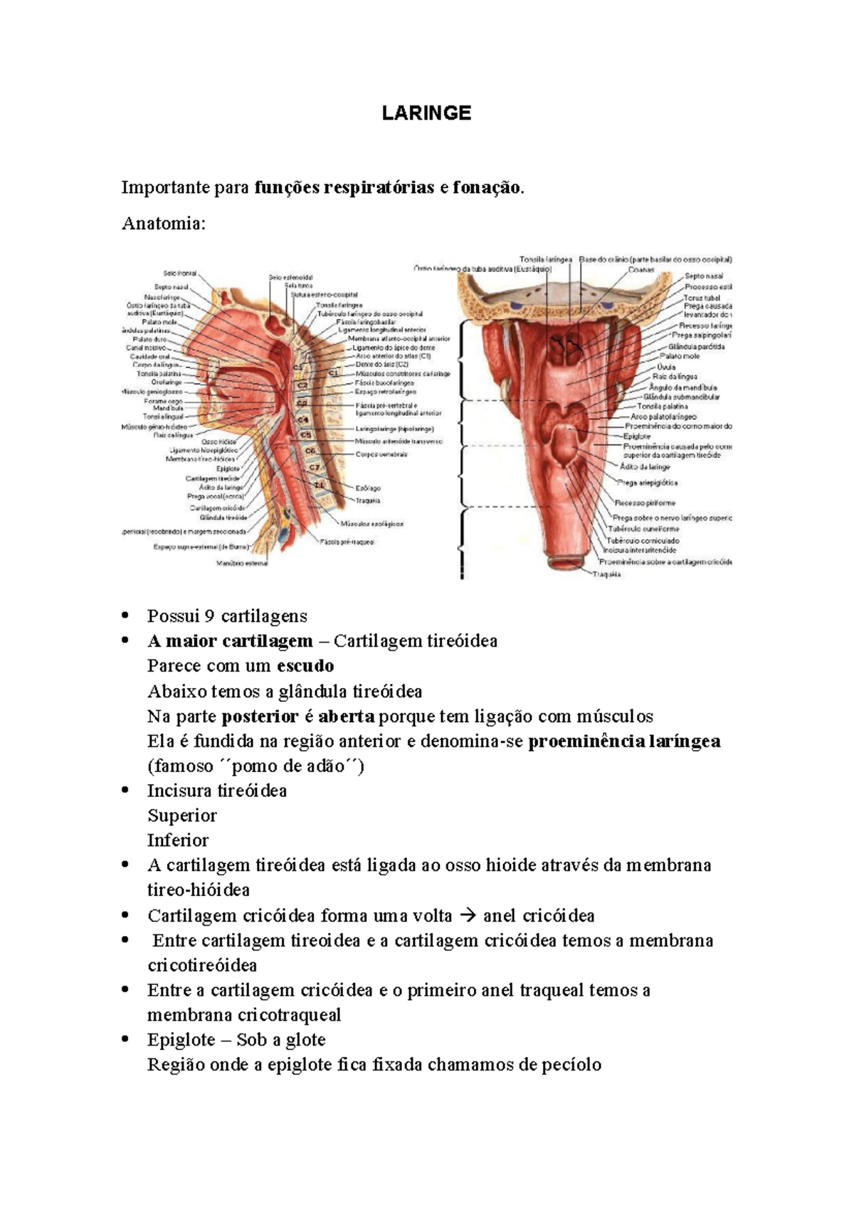 Anatomia da Laringe: Funções, Cartilagens e Músculos Essenciais - Studocu