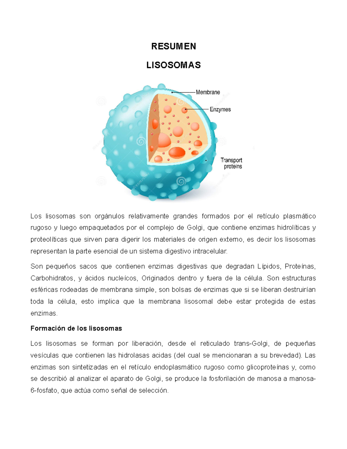 Resumen de Lisosomas en Biología Celular: Funciones y Formación - Studocu