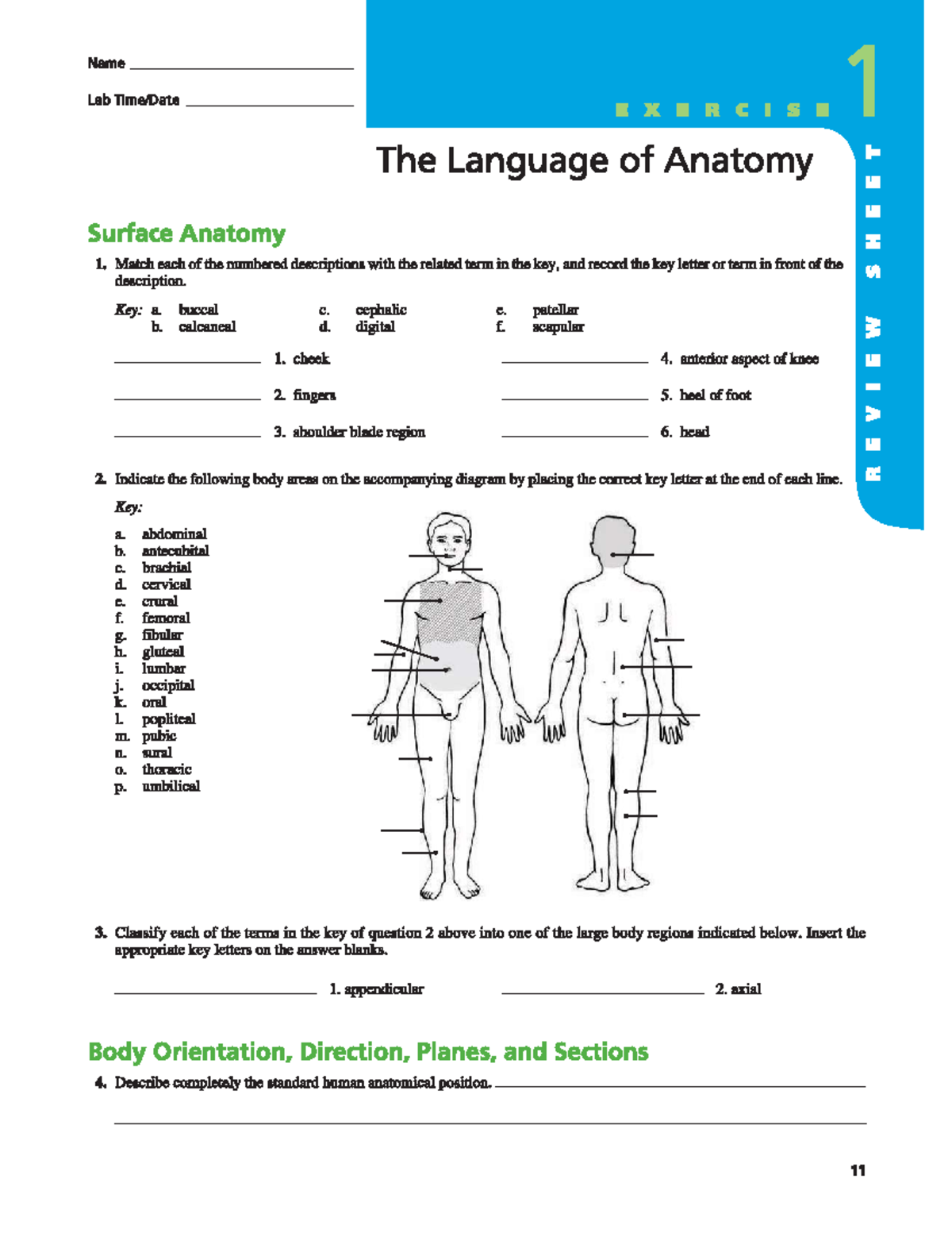Anaphy LAB Ex. 1-7: Activity Sheets for Study - Studocu