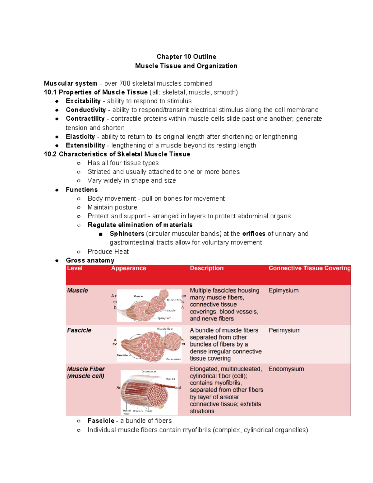 Ch10 Outline: Muscle Tissue Functions and Structural Organization - Studocu
