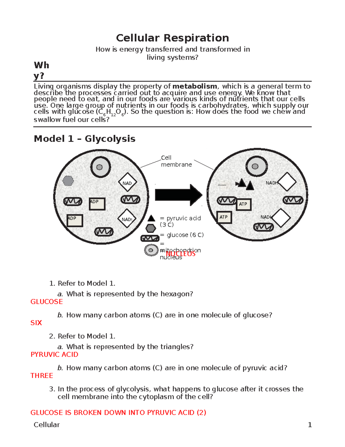 13 Cellular Respiration-KEY - Cell membrane NAD NAD! = pyruvic acid (3 ...