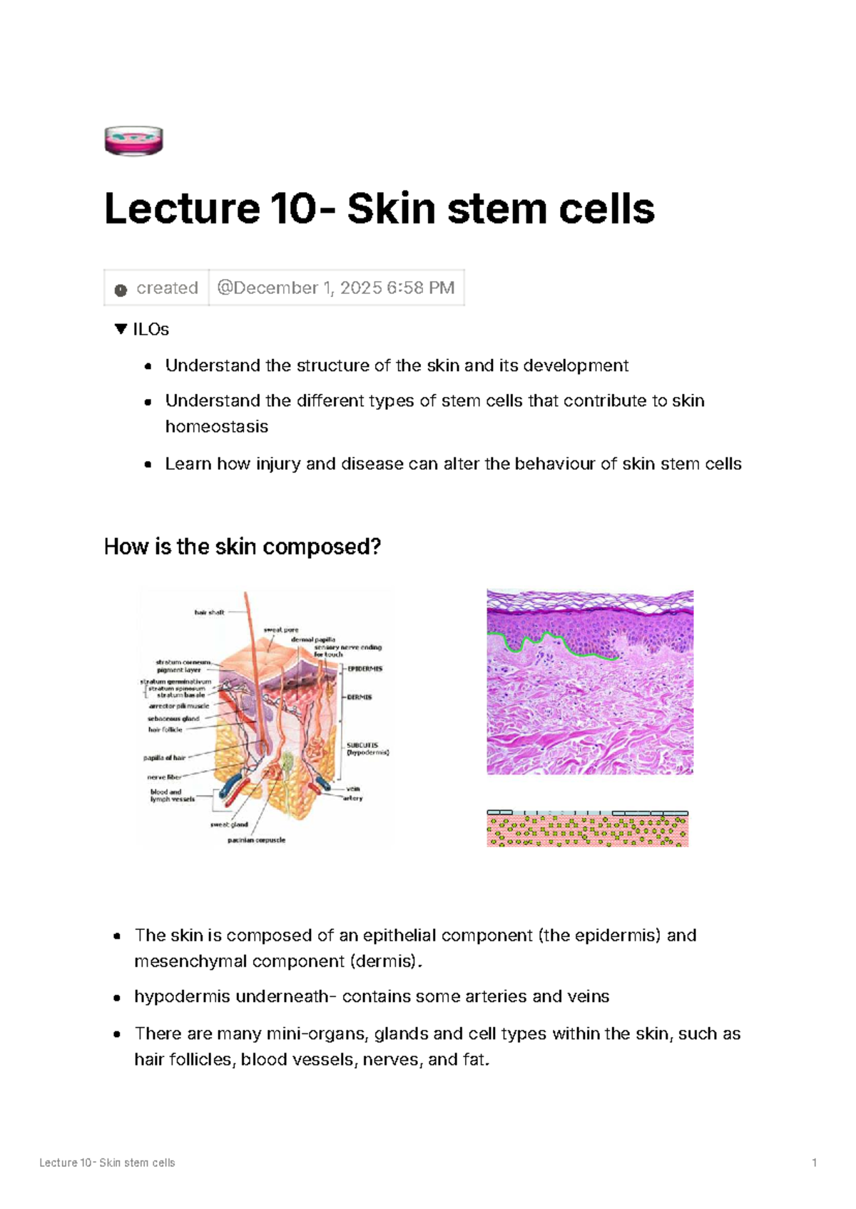 Lecture 10: Skin Stem Cells and Their Role in Homeostasis - Studocu