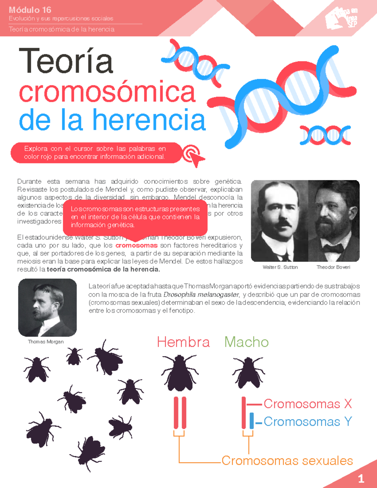 M16 S2 Teoria cromosomica de la herencia PDF - 1 Módulo 16 Evolución y sus repercusiones ...