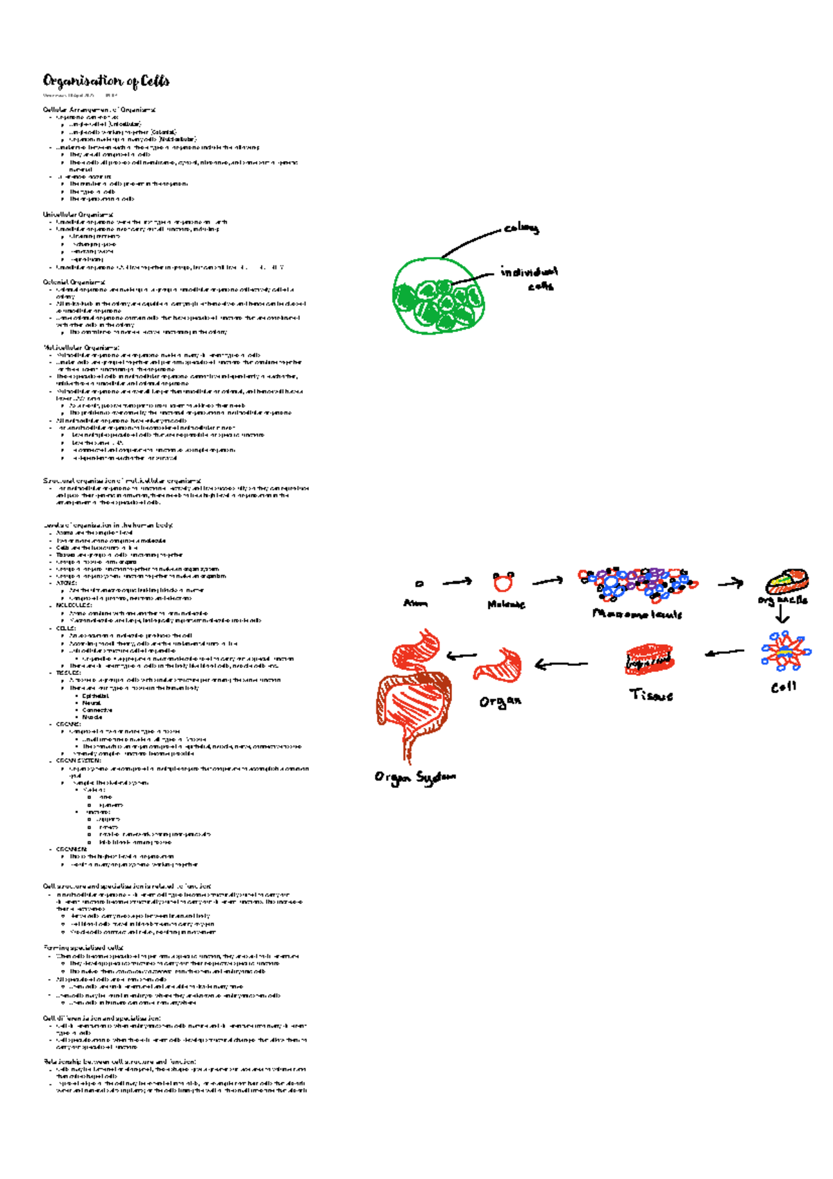 Organisation of Cells - Bio Notes (Final Exam) - Studocu