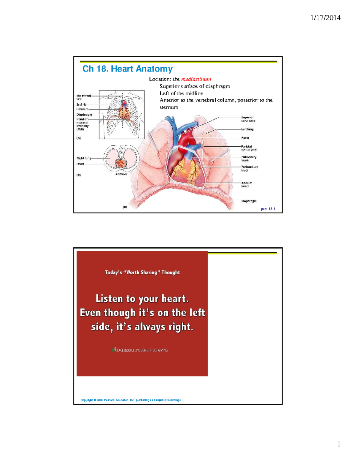 Ch 19: Heart Anatomy & Blood Flow Mechanisms Overview - Studocu