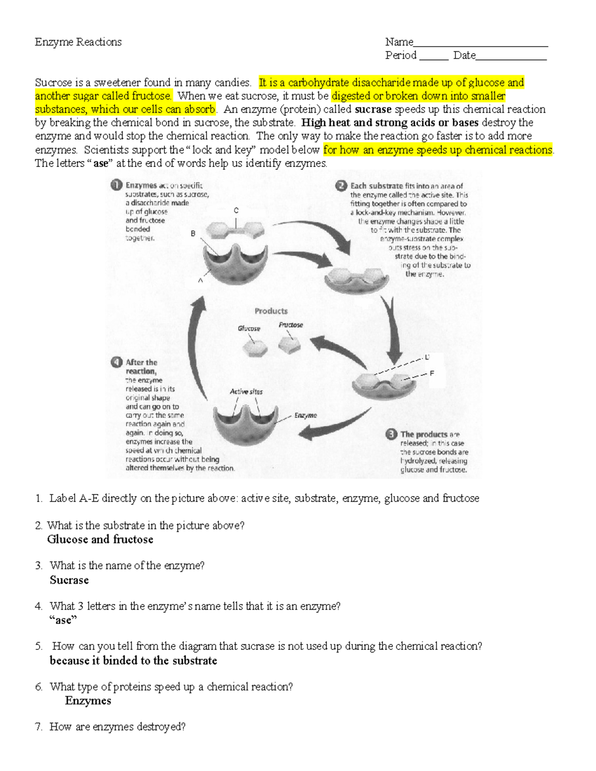 Enzyme+Reactions+Worksheet - Enzyme Reactions Name Period Date Sucrose ...