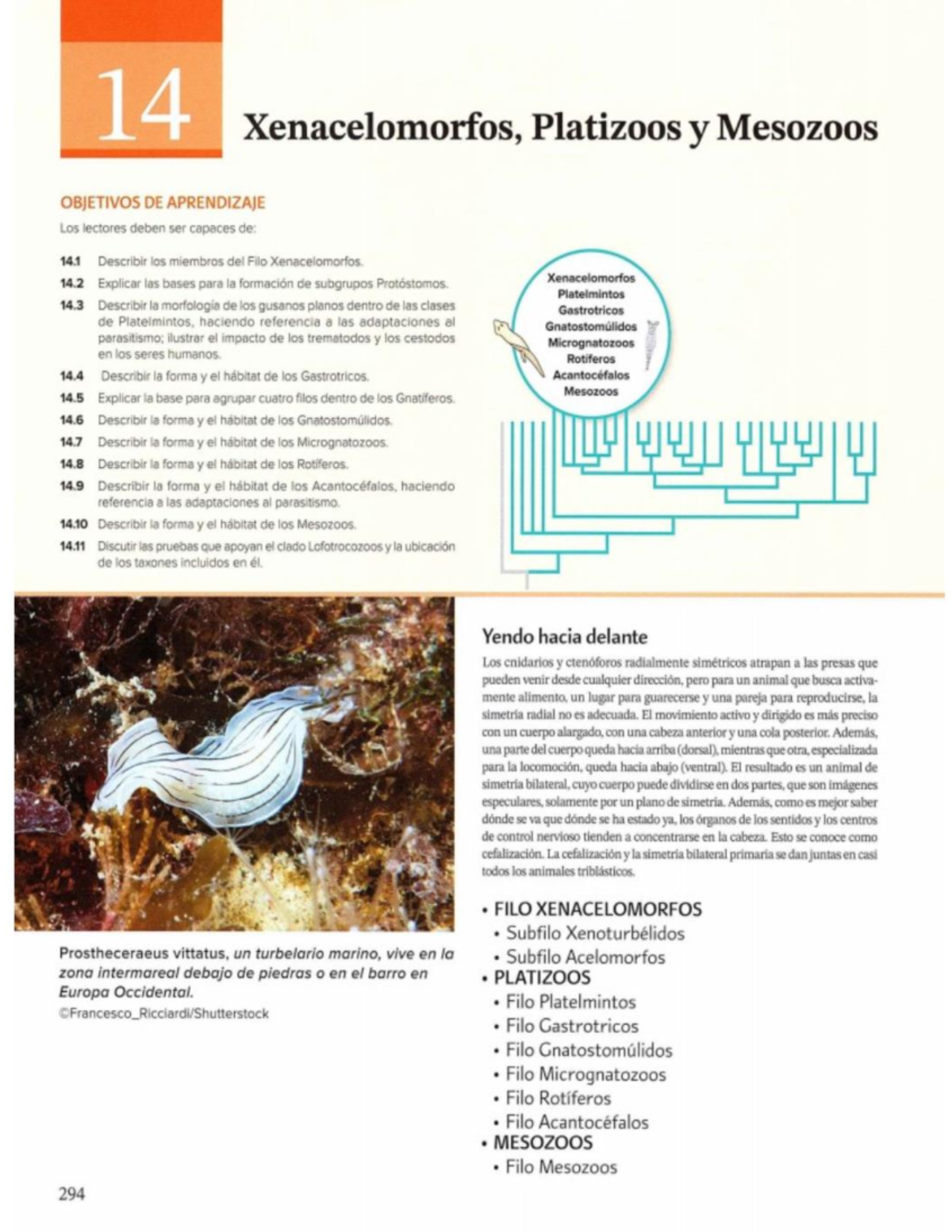 14 - Estudio sobre Xenacelomorfos, Platizoos y Mesozoos: Estructura y ...