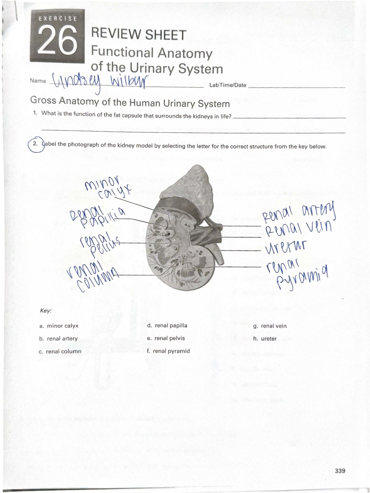 26 - Lab Review Sheet: Functional Anatomy of the Urinary System - Studocu