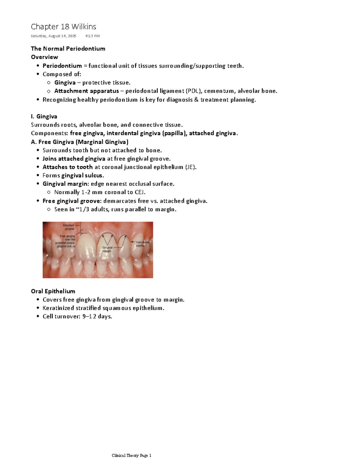 Clinical Overview of Periodontal Structures (Chapter 18) - Studocu