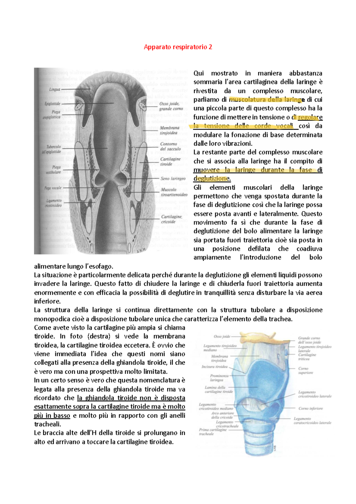 Apparato Respiratorio 2: Struttura e Funzione della Laringe e Trachea ...