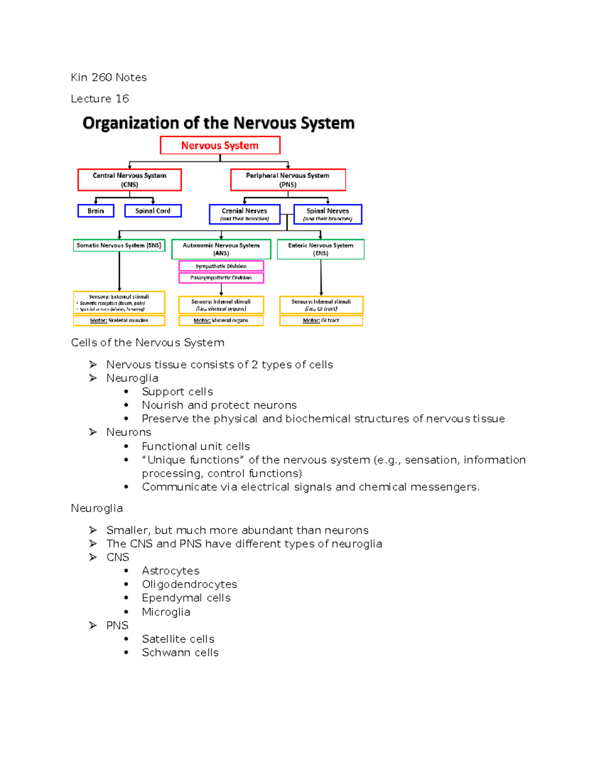 Final Exam Study Guide for KIN 260: Overview of Nervous System Cells ...