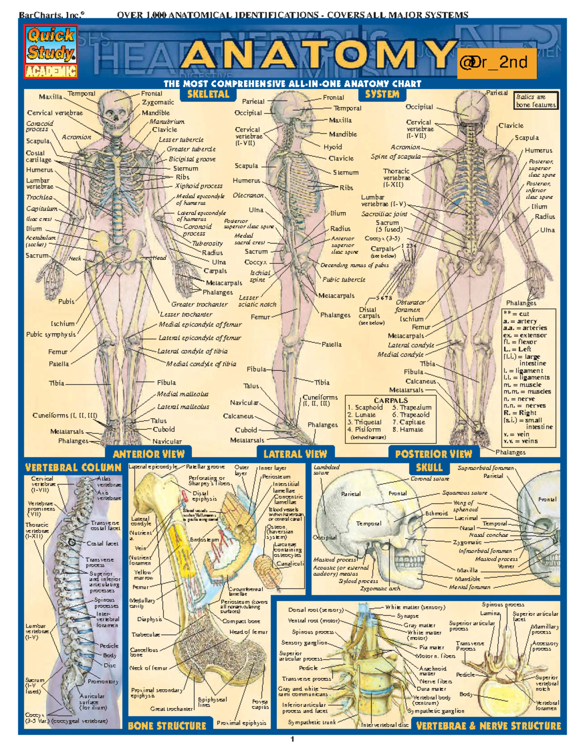 Comprehensive Anatomy Chart: Major Systems Overview - Studocu