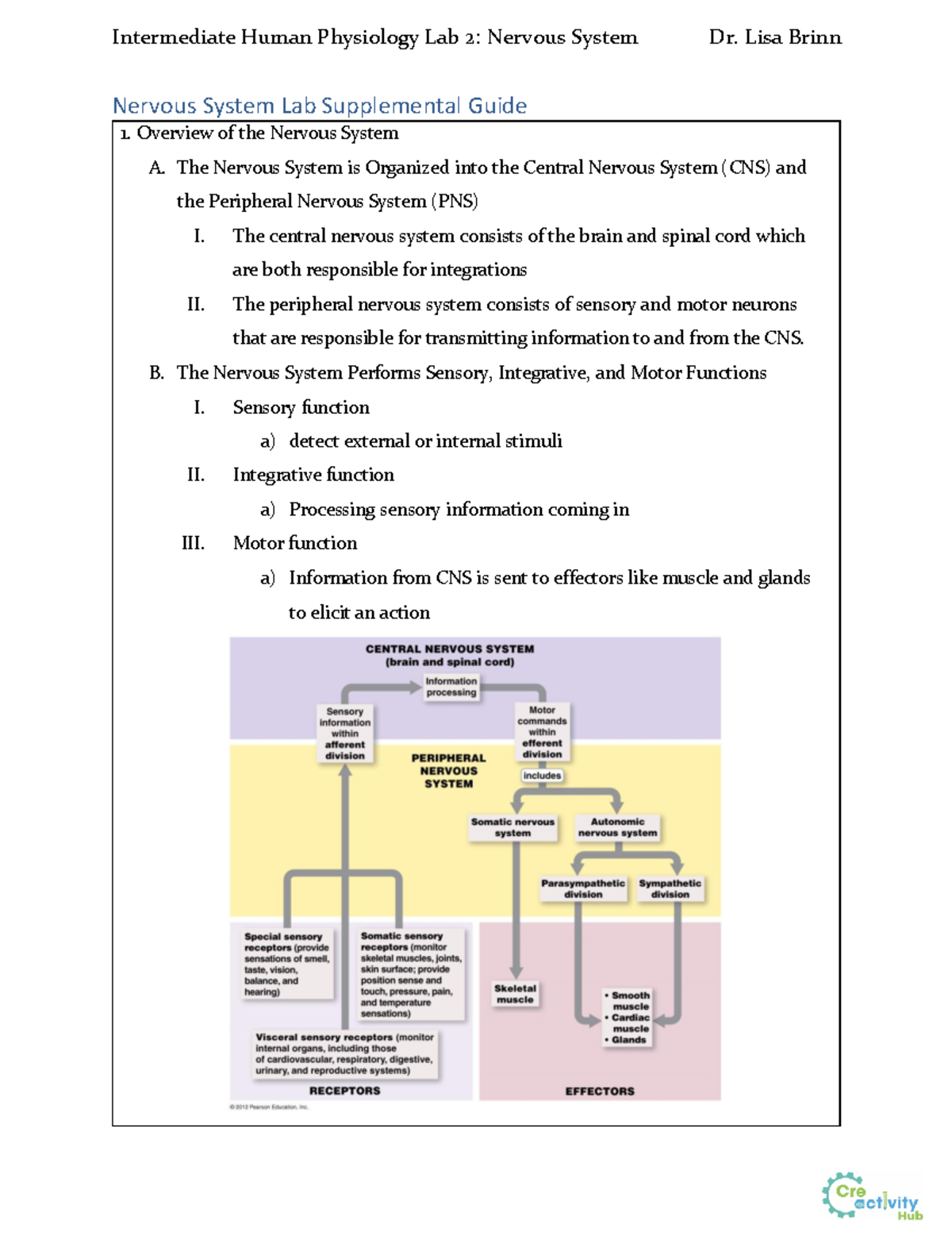 Nervous System Supplemental Guide for Intermediate Human Physiology Lab ...
