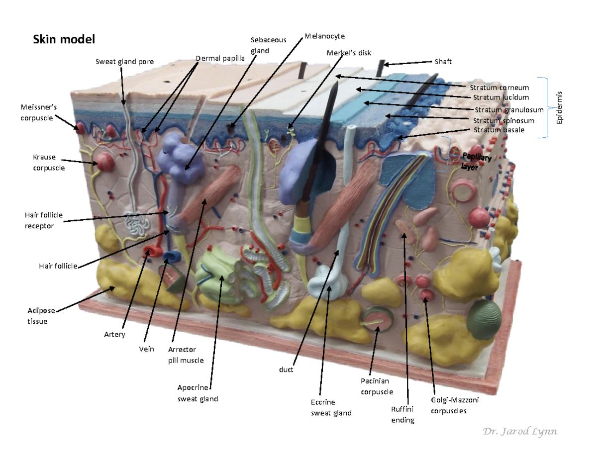 3B skin model key 1 - BIOL 2113L - Stratum basale Stratum corneum ...