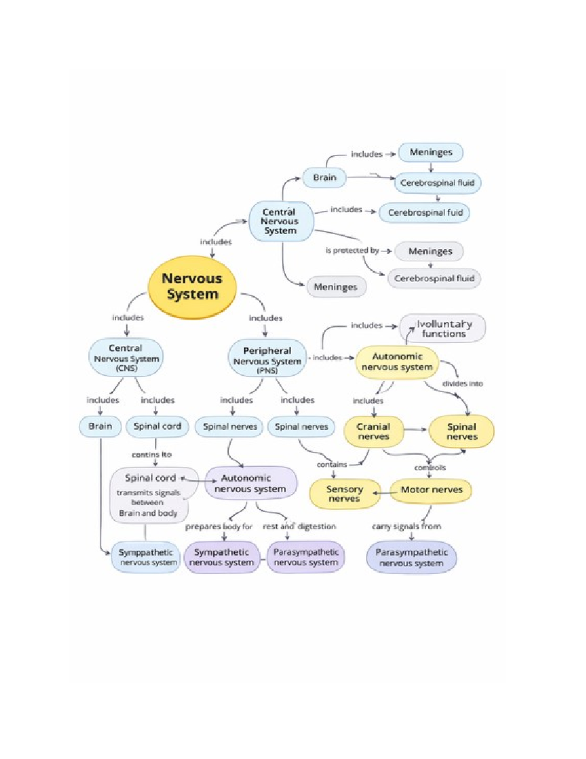 Nervous System Concept Map - BIO-191L-O500 - inchedes Meninges . Brain ...