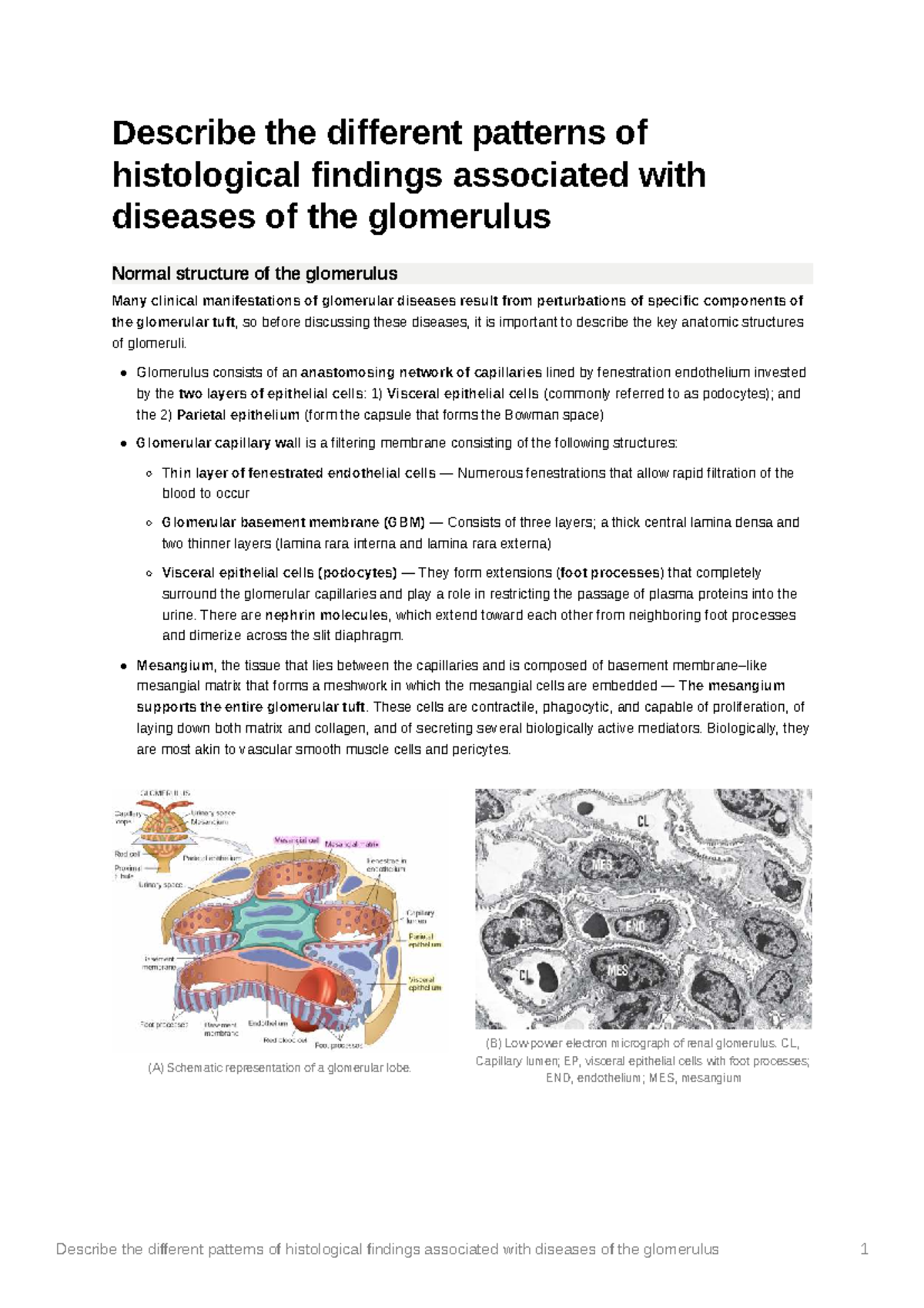Histological Patterns in Glomerular Diseases: A Comprehensive Overview ...