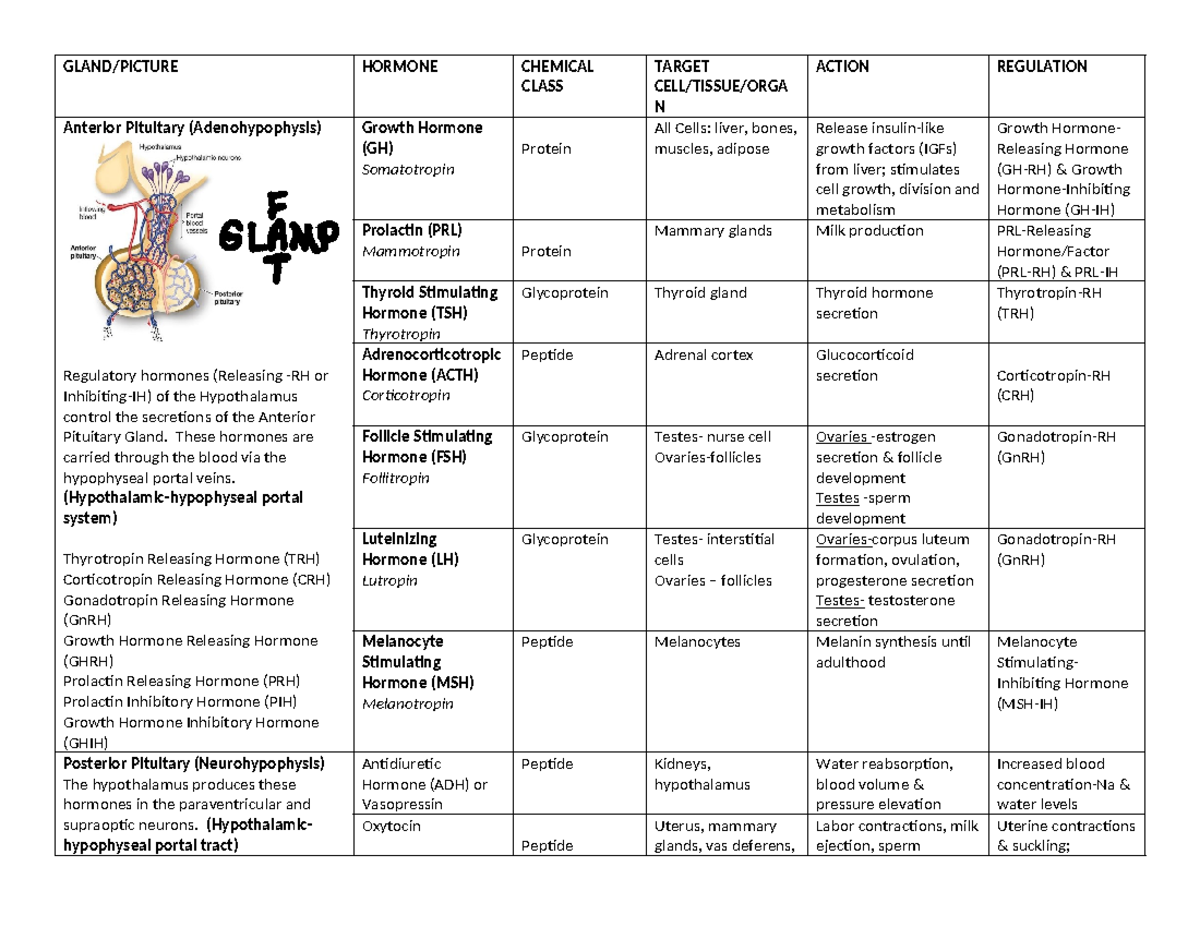 Endocrine System Overview: Glands & Hormones (BIO 101) - Studocu