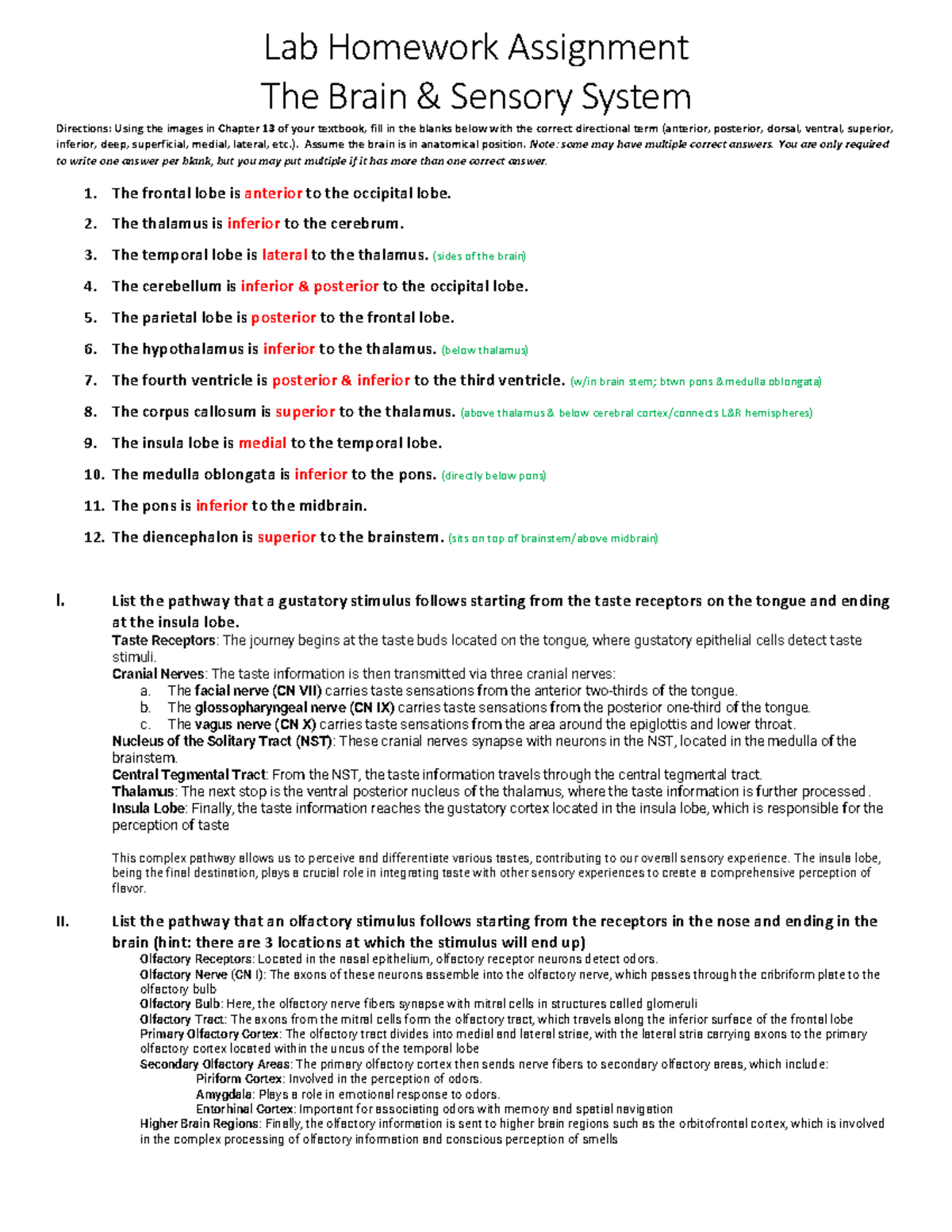 Brain-Sensory System Lab HW - Lab Homework Assignment The Brain ...