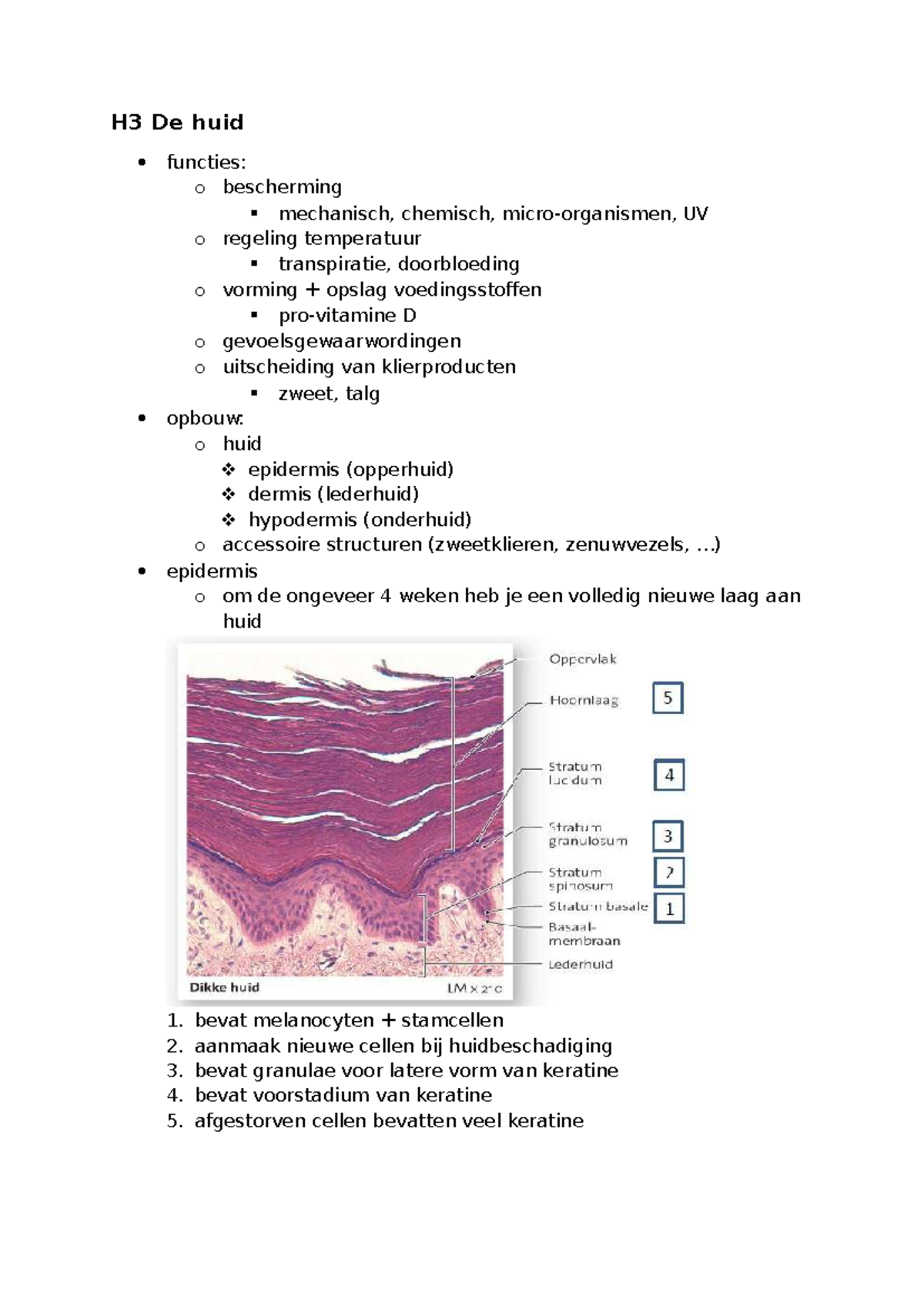 H3 De huid - Lesnotities en Samenvatting Functies en Structuur - Studocu