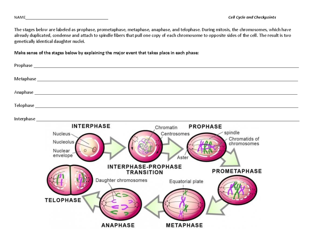Cell Cycle and Checkpoints: Mitosis Stages and Importance - Studocu