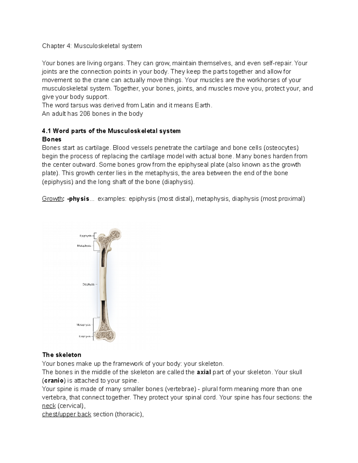 Chapter 4 Musculoskeletal system - Chapter 4: Musculoskeletal system ...