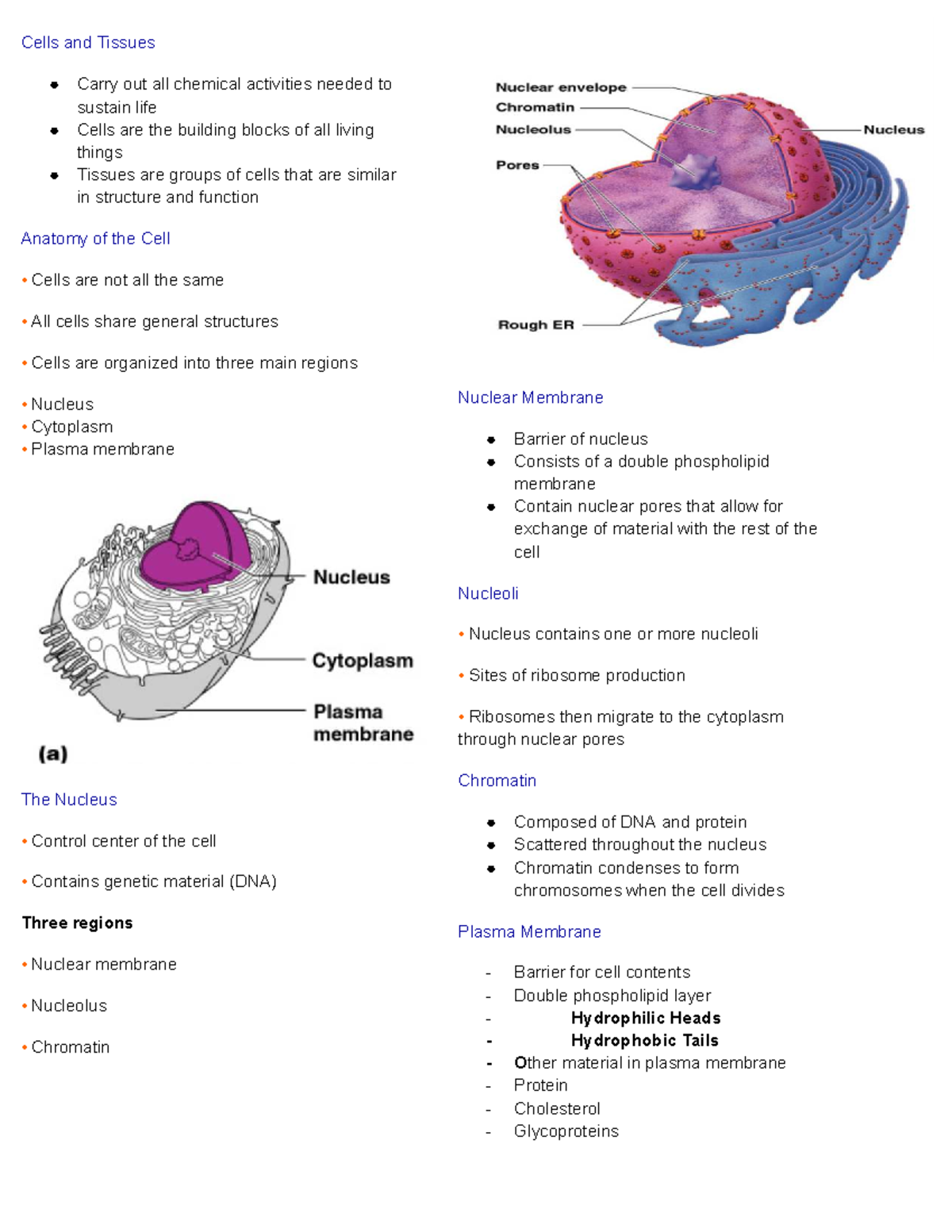 Chapter 3: Cells and Tissues - Structure, Function, and Transport - Studocu