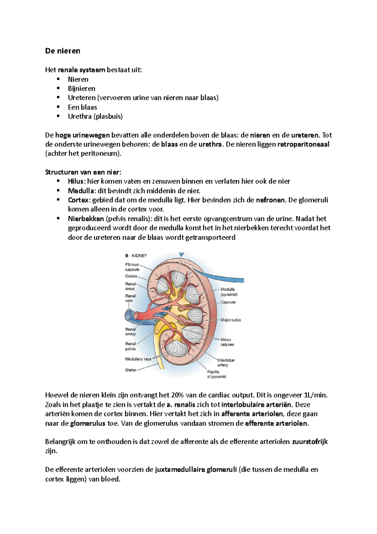 Nierstructuren en Functies - Anatomie en Fysiologie van de Nieren ...