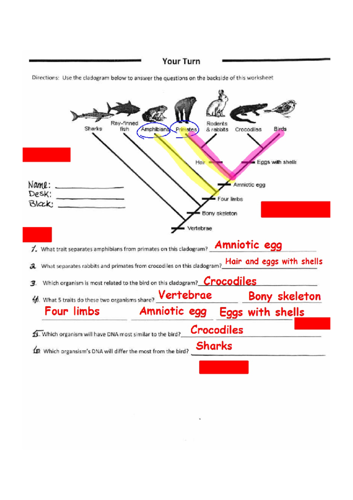 Cladogram Example Key for Taxonomy and Evolution Studies - Studocu